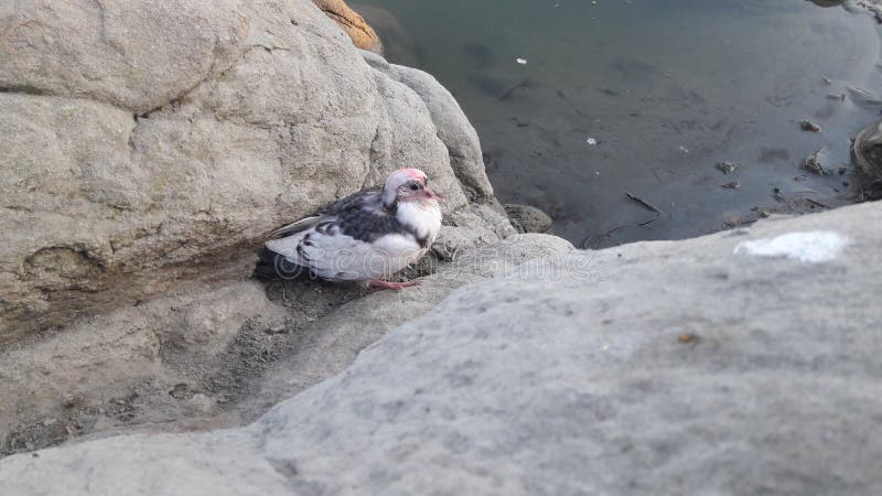 Fije El Desarrollo De La Paloma Del Bebé Aislado En Blanco Foto de ...