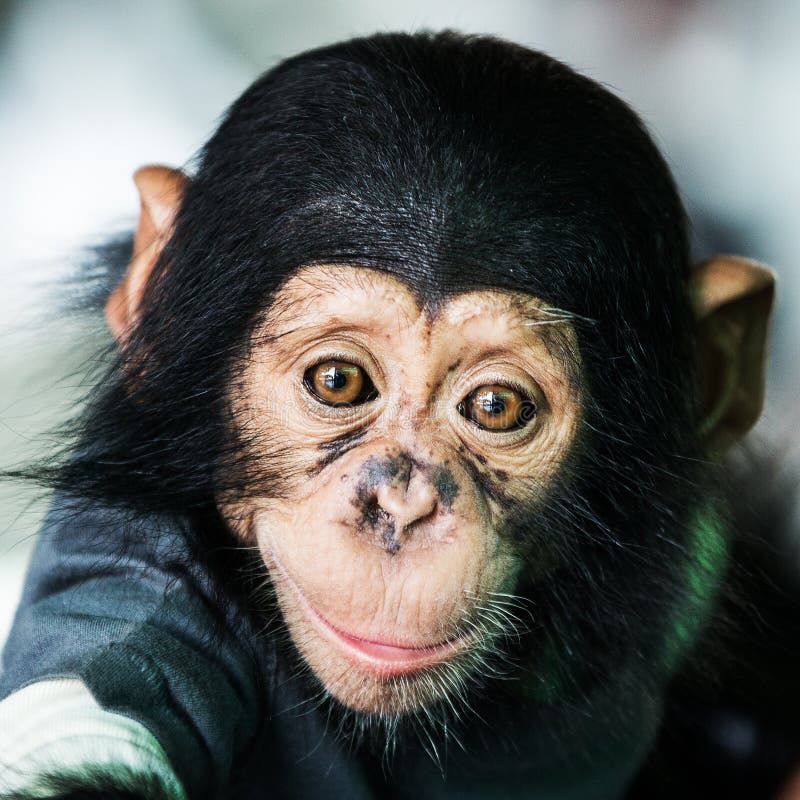 Bebé del chimpancé imagen de archivo. Imagen de animales - 38162711