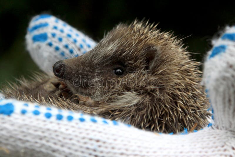 Bebé del erizo imagen de archivo. Imagen de picar, dulce - 28515619