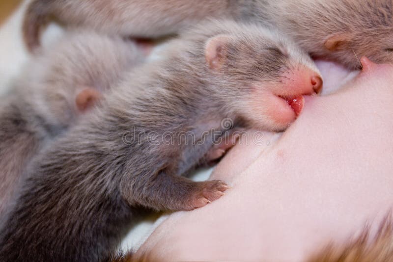 Bebé del hurón imagen de archivo. Imagen de tiro, criatura - 19749719