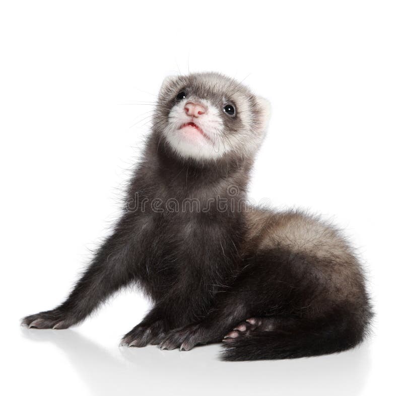 Bebé del hurón foto de archivo. Imagen de peludo, joven - 19749722