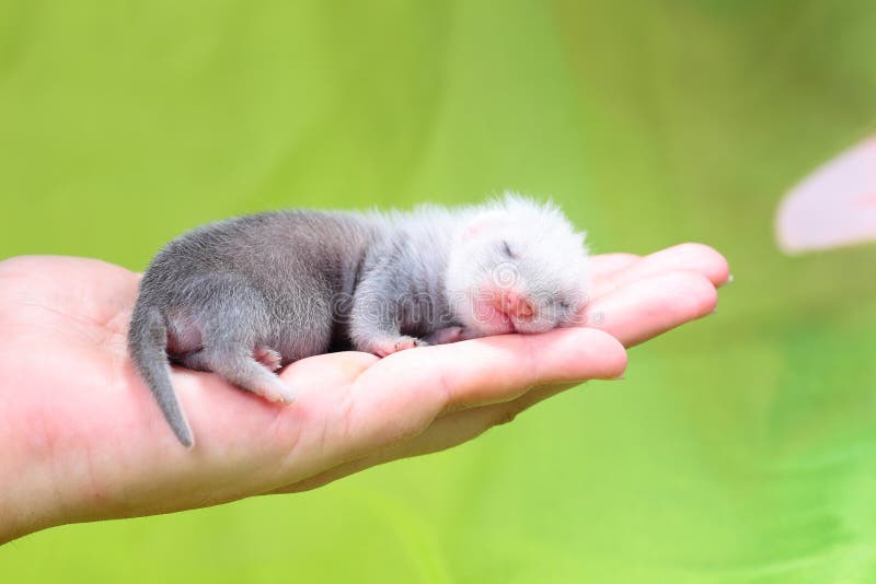 Bebé del hurón imagen de archivo. Imagen de tiro, criatura - 19749719