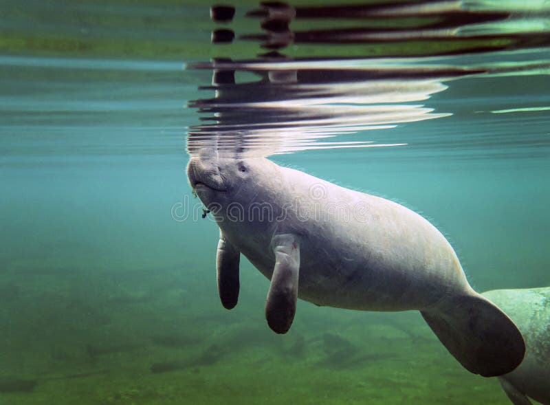 Bebé Del Manatee Que Emerge Para El Aire Imagen de archivo - Imagen de ...