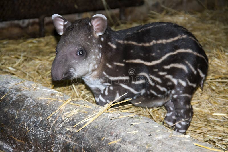 Bebé del tapir imagen de archivo. Imagen de lowland, bebé - 34885849