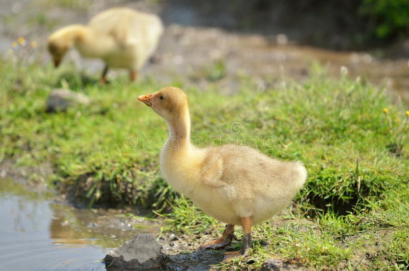 Ganso del bebé imagen de archivo. Imagen de bebé, amarillo - 33666125