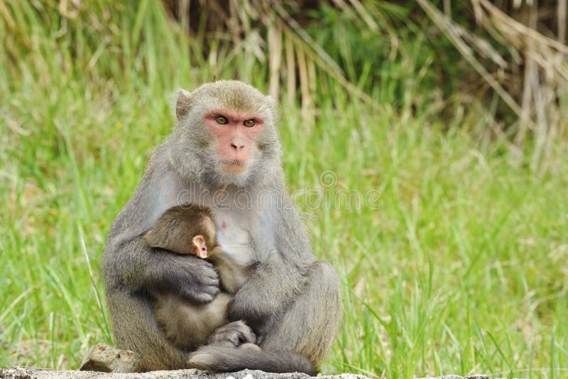 Bebê amamentando do macaco foto de stock. Imagem de coma - 23619034