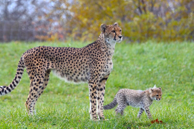 Filhote De Chita E a Sua Mãe Imagem de Stock - Imagem de nave, retrato ...