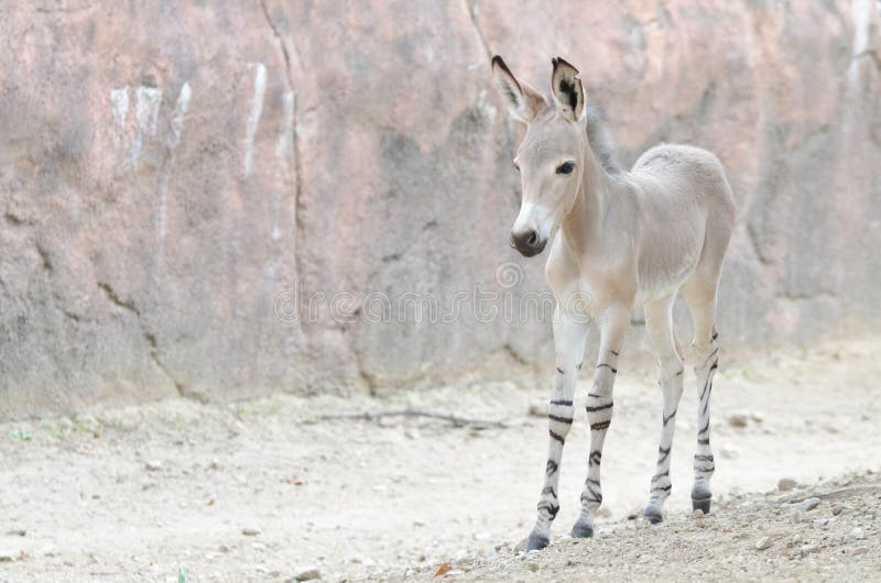 Bebê Somaliano 2 Do Burro Selvagem Imagem de Stock - Imagem de listras ...