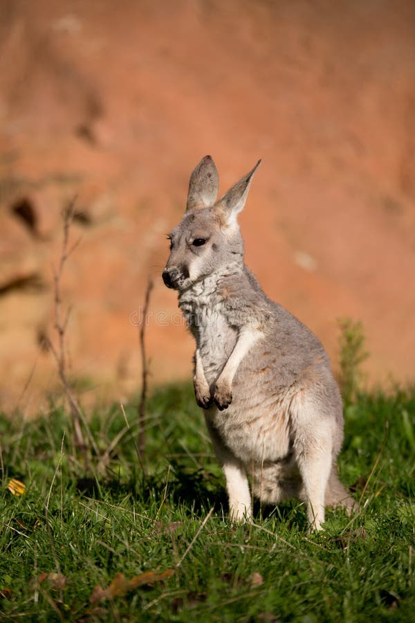 Filhote De Canguru Vermelho Foto de Stock - Imagem de fauna, alerta ...