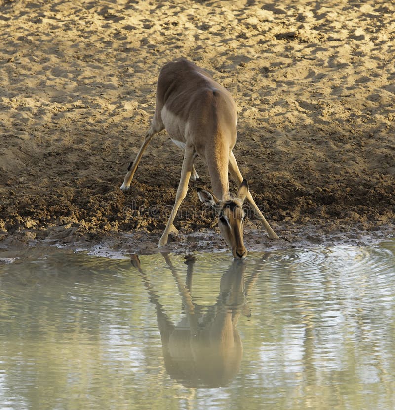 Beber da impala imagem de stock. Imagem de fêmea, africano - 31432519