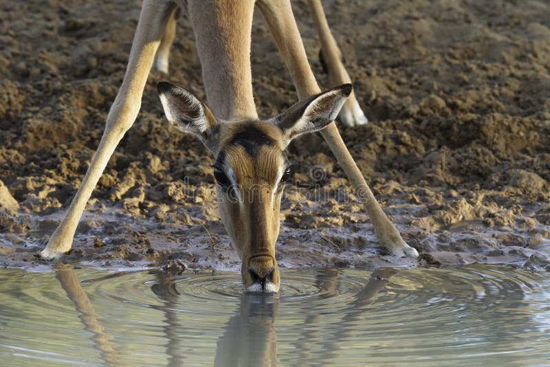 Beber da impala foto de stock. Imagem de sede, fotografia - 31571488
