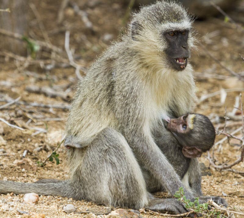 Beber Do Macaco De Vervet - Parque Nacional De Kruger Imagem de Stock ...