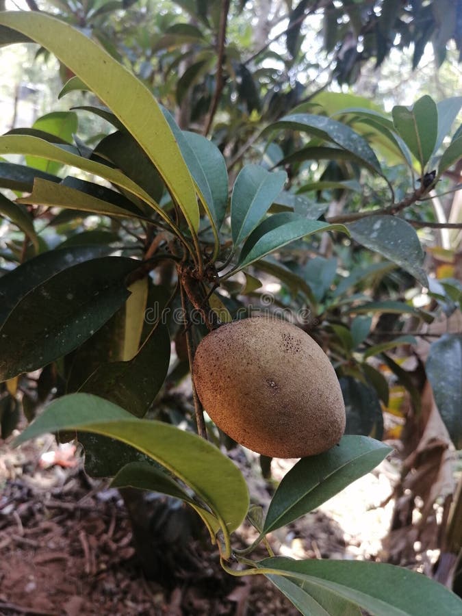 Bebida Alimenticia De Nachur De Frutas Imagen de archivo - Imagen de ...