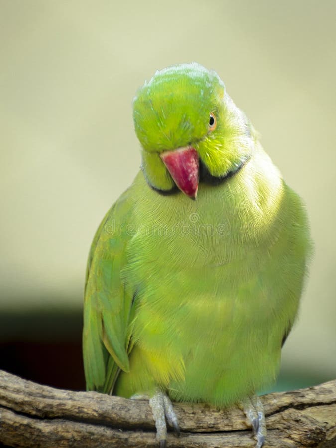 Perroquet Vert Avec Le Bec Rouge Image stock - Image du oeil, animal ...