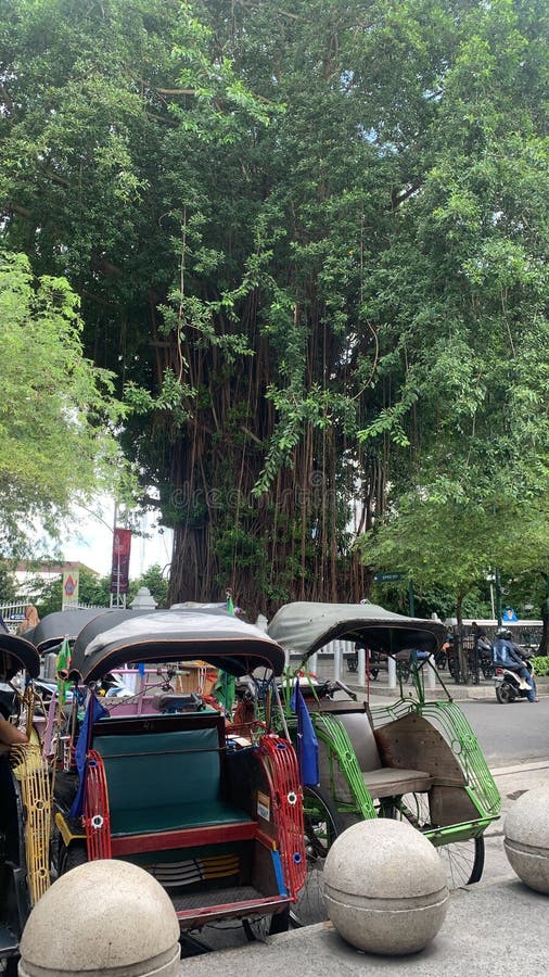 Becak and Beringin Tree stock photo. Image of traditional - 262708056