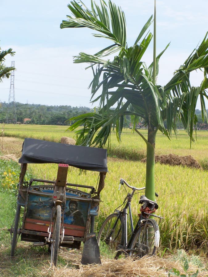 Becak and Sepeda stock photo. Image of tree, central - 12479708