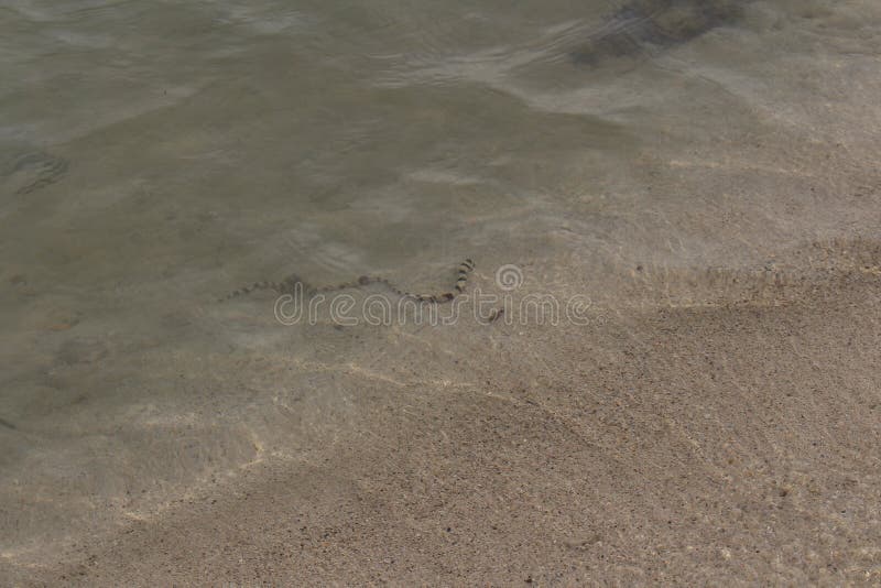 Becarefull If You See a Sea Snake in the Beach Stock Image - Image of ...
