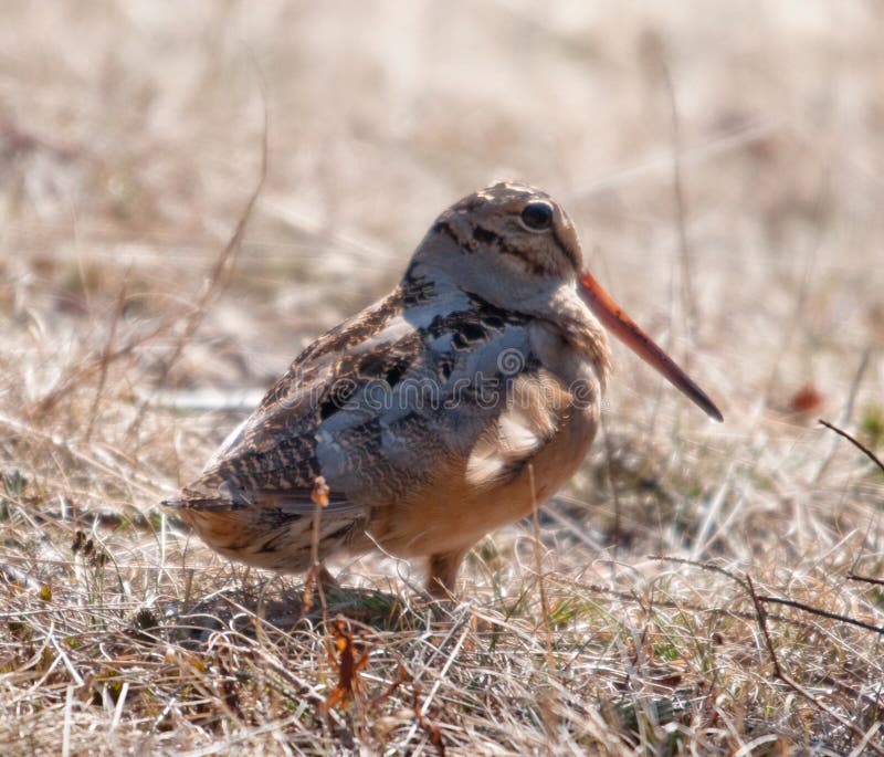 Beccaccia americana immagine stock. Immagine di parco - 18641663