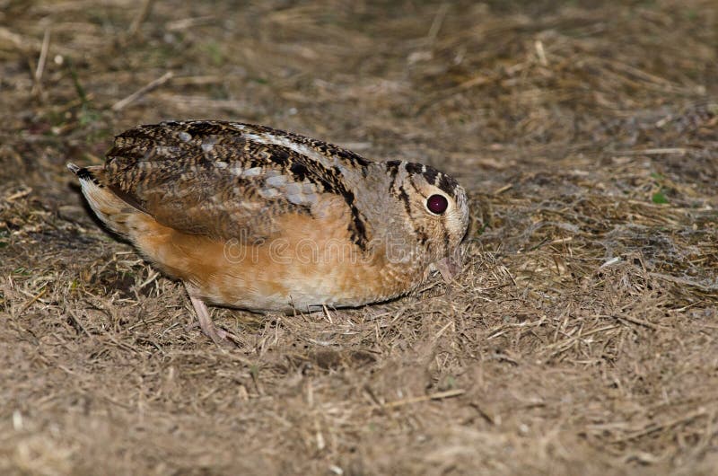 Beccaccia Americana Foraggiare Fotografia Stock - Immagine di uccello ...