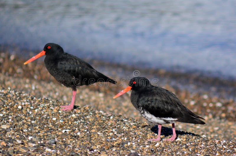 Beccaccia di mare fotografia stock. Immagine di sabbia - 40624466
