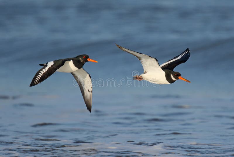 Beccaccia Di Mare Euroasiatica & X28; Ostralegus& X29 Di Haematopus ...