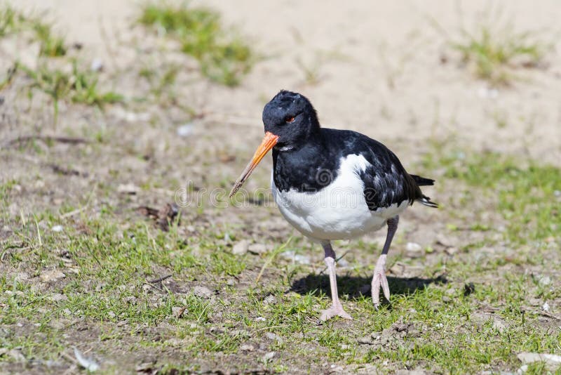 Beccaccia di mare immagine stock. Immagine di litorale - 93145767