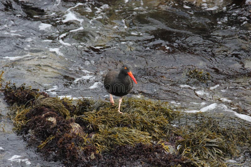Beccaccia di mare nera 2 fotografia stock. Immagine di baia - 95413416