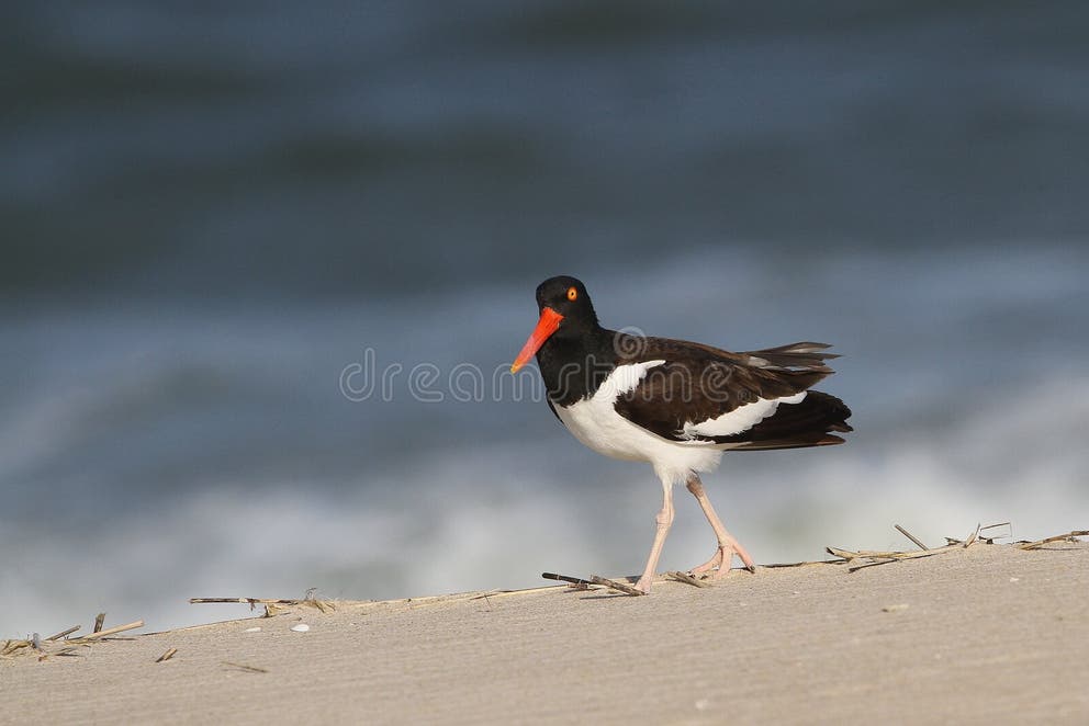 Beccaccia Di Mare Sulla Spiaggia Fotografia Stock - Immagine di ...