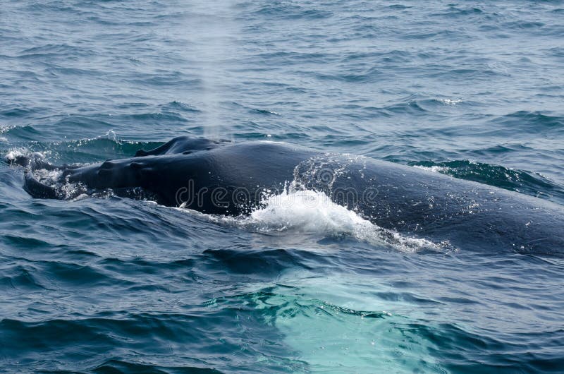 Becco della balena fotografia stock. Immagine di migrazione - 53400740
