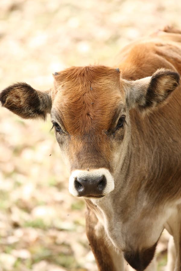 Becerro imagen de archivo. Imagen de farmland, moho, color - 11556645