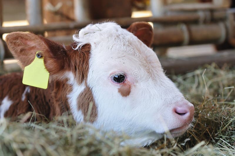 Becerro imagen de archivo. Imagen de farmland, vaca, granja - 14266831