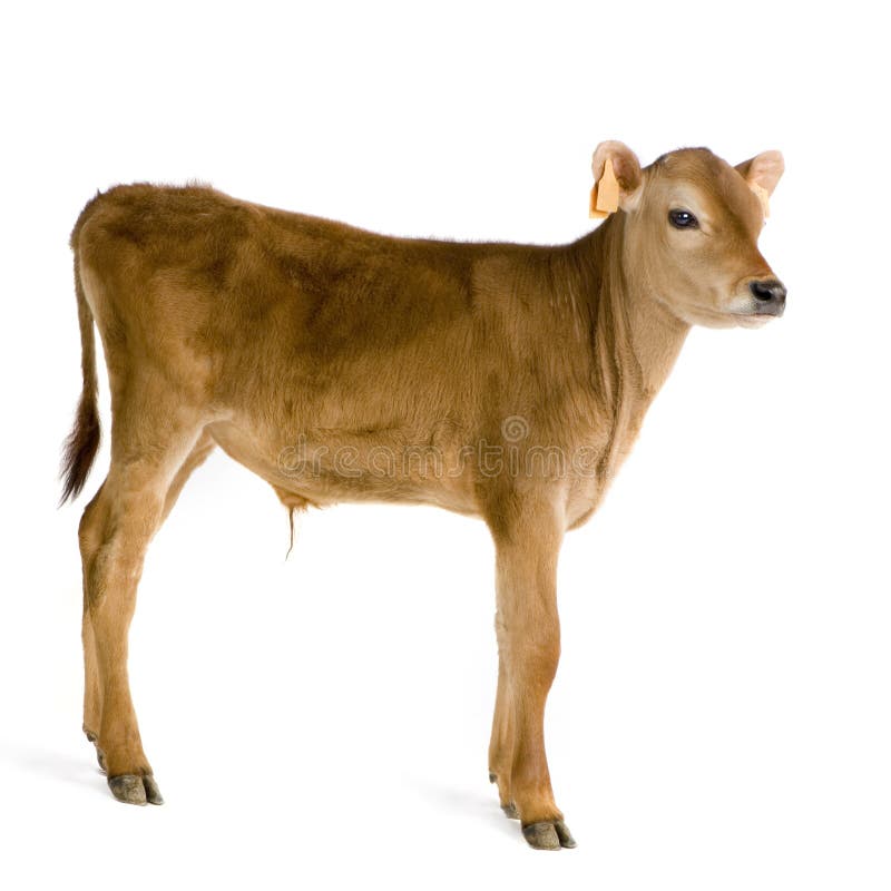 Becerro (45 días) foto de archivo. Imagen de ganados, mirando - 2333216