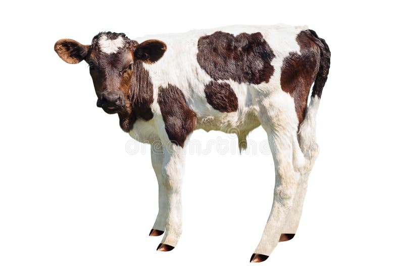 Becerro Aislado En El Fondo Blanco Foto de archivo - Imagen de rural ...