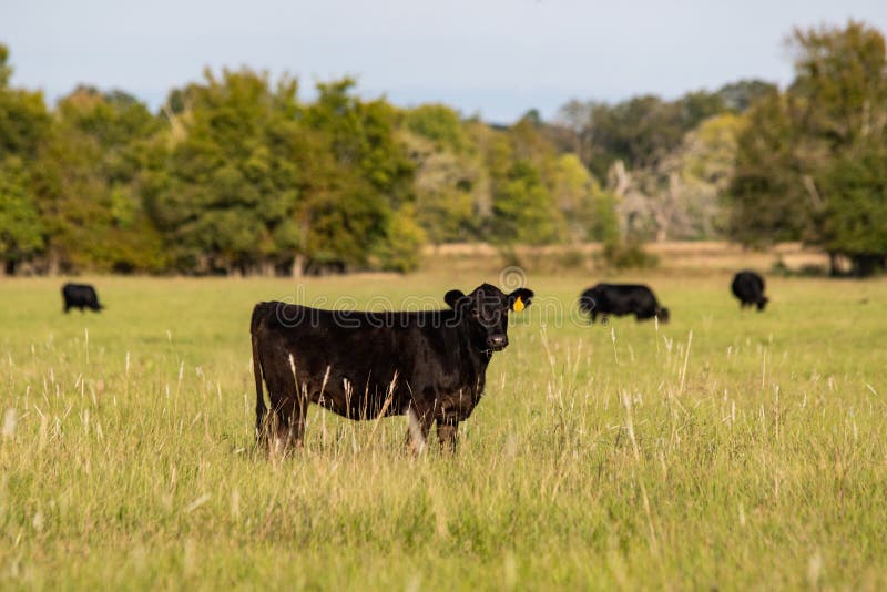 Becerro De Angus Con La Manada Desenfocado Foto de archivo - Imagen de ...