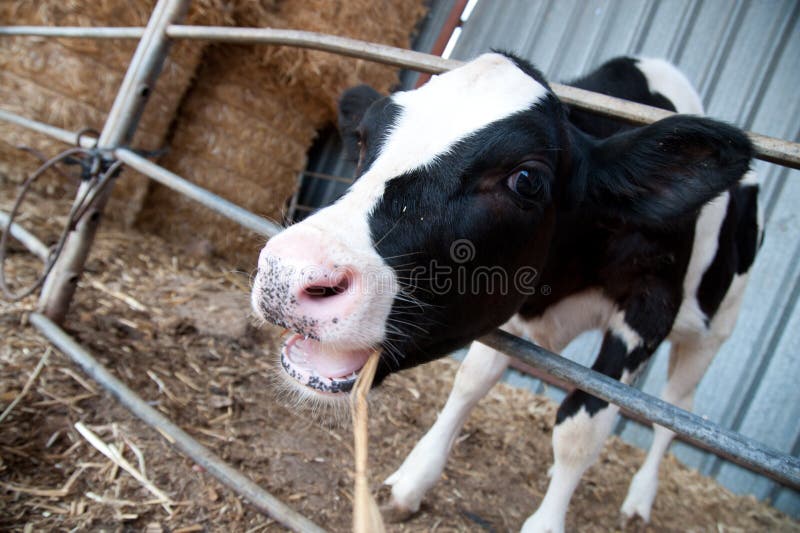 Retrato Del Ganado Curioso De La Vaca De Holstein Foto de archivo ...