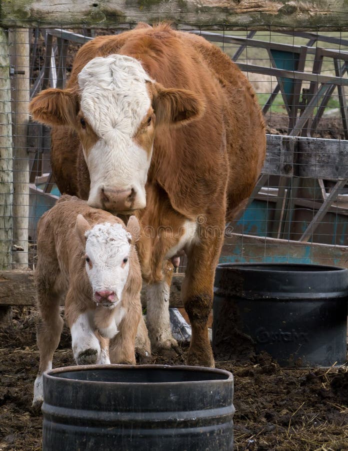 Madre y ternero foto de archivo. Imagen de prado, agricultura - 24270858