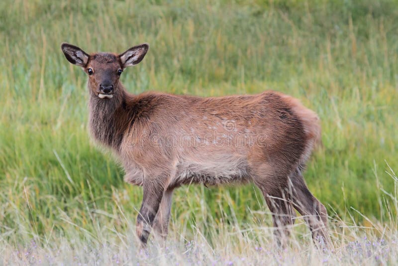 Becerro De Los Alces (canadensis Del Cervus) Imagen de archivo - Imagen ...