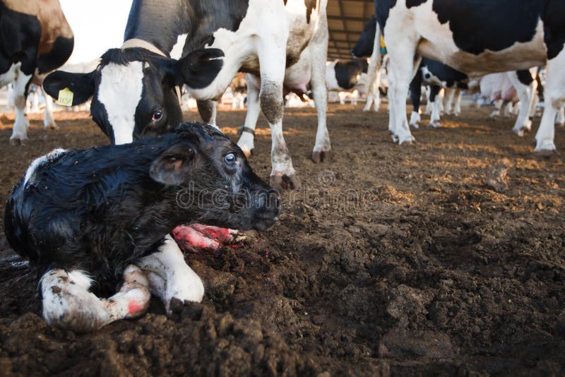 Becerro del bebé foto de archivo. Imagen de becerro, ganados - 16035576