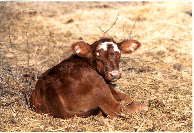 Becerro del bebé foto de archivo. Imagen de granja, vaca - 28986