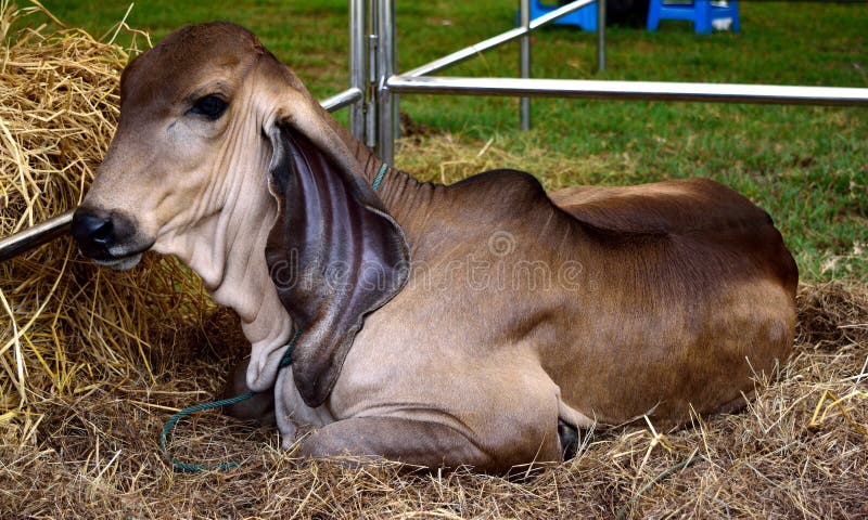 Becerro del brahmán imagen de archivo. Imagen de animal - 42558285