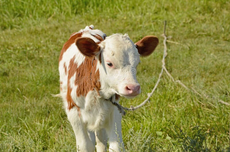 Aumento del becerro imagen de archivo. Imagen de estudio - 58992925