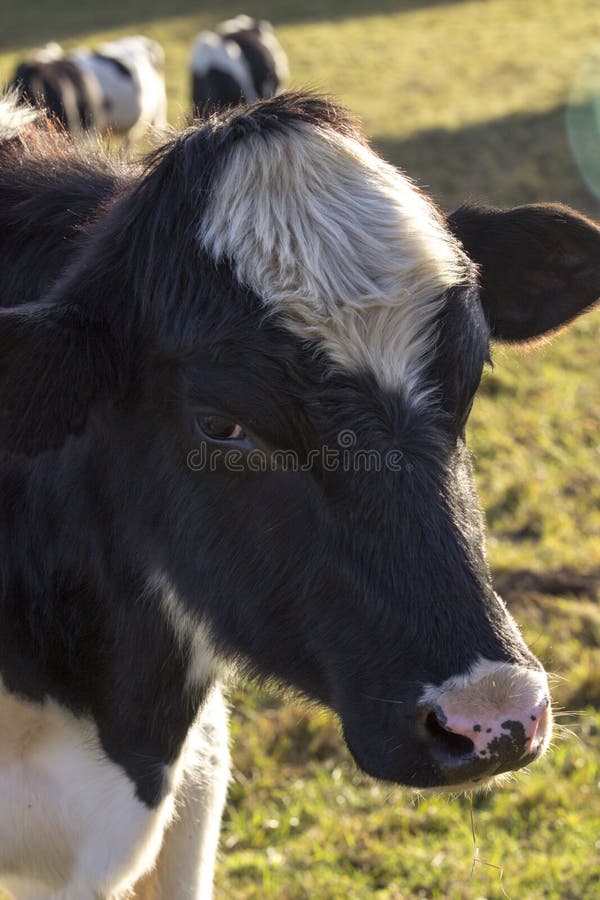 Raza Joven Del Jersey Del Becerro En Una Parada Para Los Becerros Foto ...