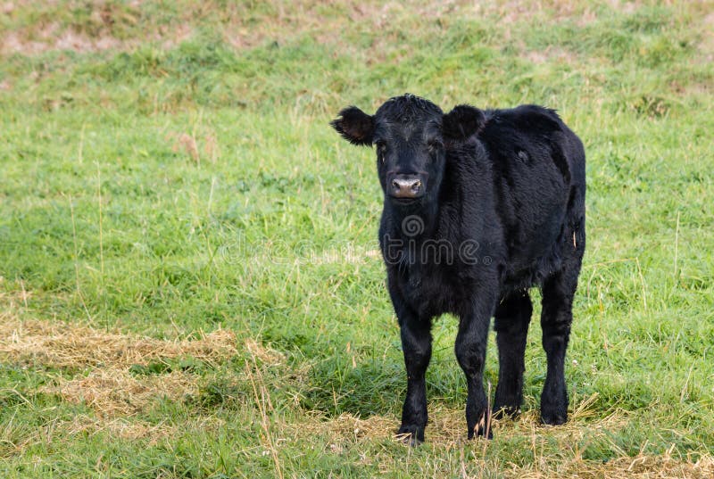 Becerro De Angus Que Descansa Sobre Hierba Imagen de archivo - Imagen ...