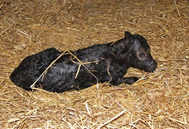 Becerro recién nacido imagen de archivo. Imagen de cubo - 30871221
