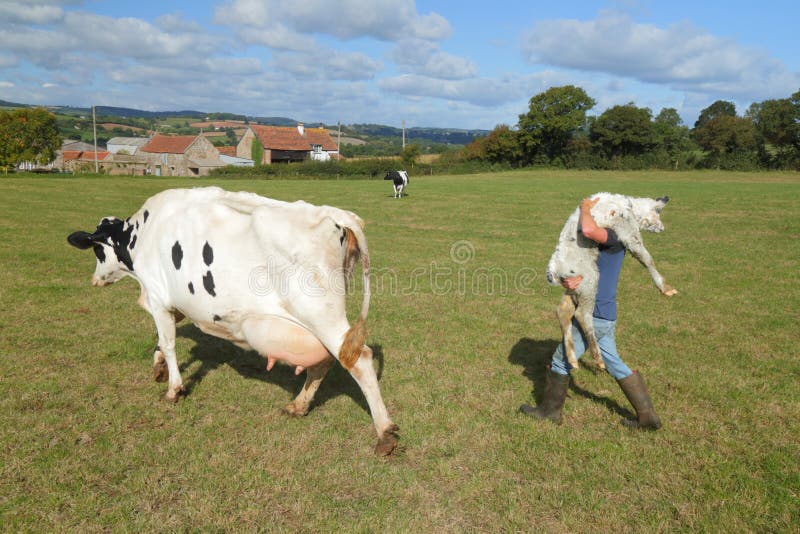 Becerro recién nacido imagen de archivo. Imagen de cubo - 30871221