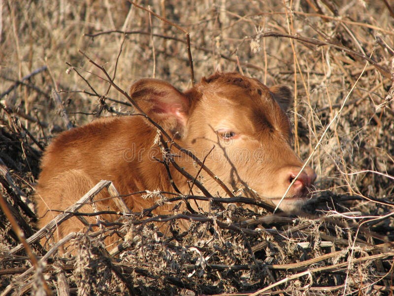 Becerro Recién Nacido Que Coloca Imagen de archivo - Imagen de toro ...