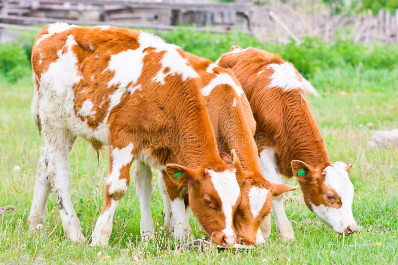 Becerro tres imagen de archivo. Imagen de animal, doméstico - 42209875