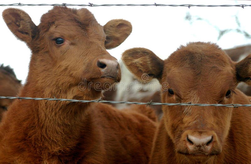 Vaca Roja De Angus Con Los Becerros Foto de archivo - Imagen de rojo ...