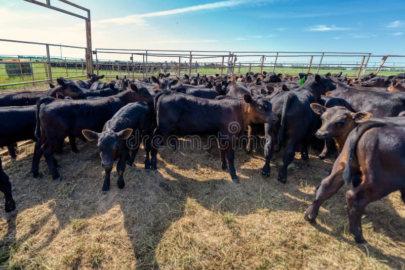 Becerros de Angus imagen de archivo. Imagen de beef, ganados - 26353833