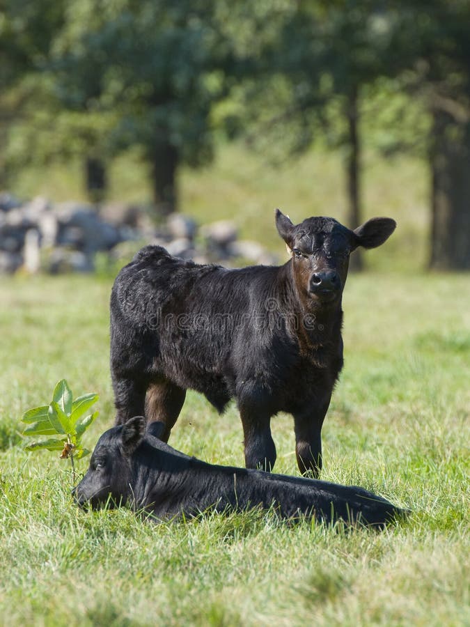 Becerros de Angus imagen de archivo. Imagen de carne - 26353833
